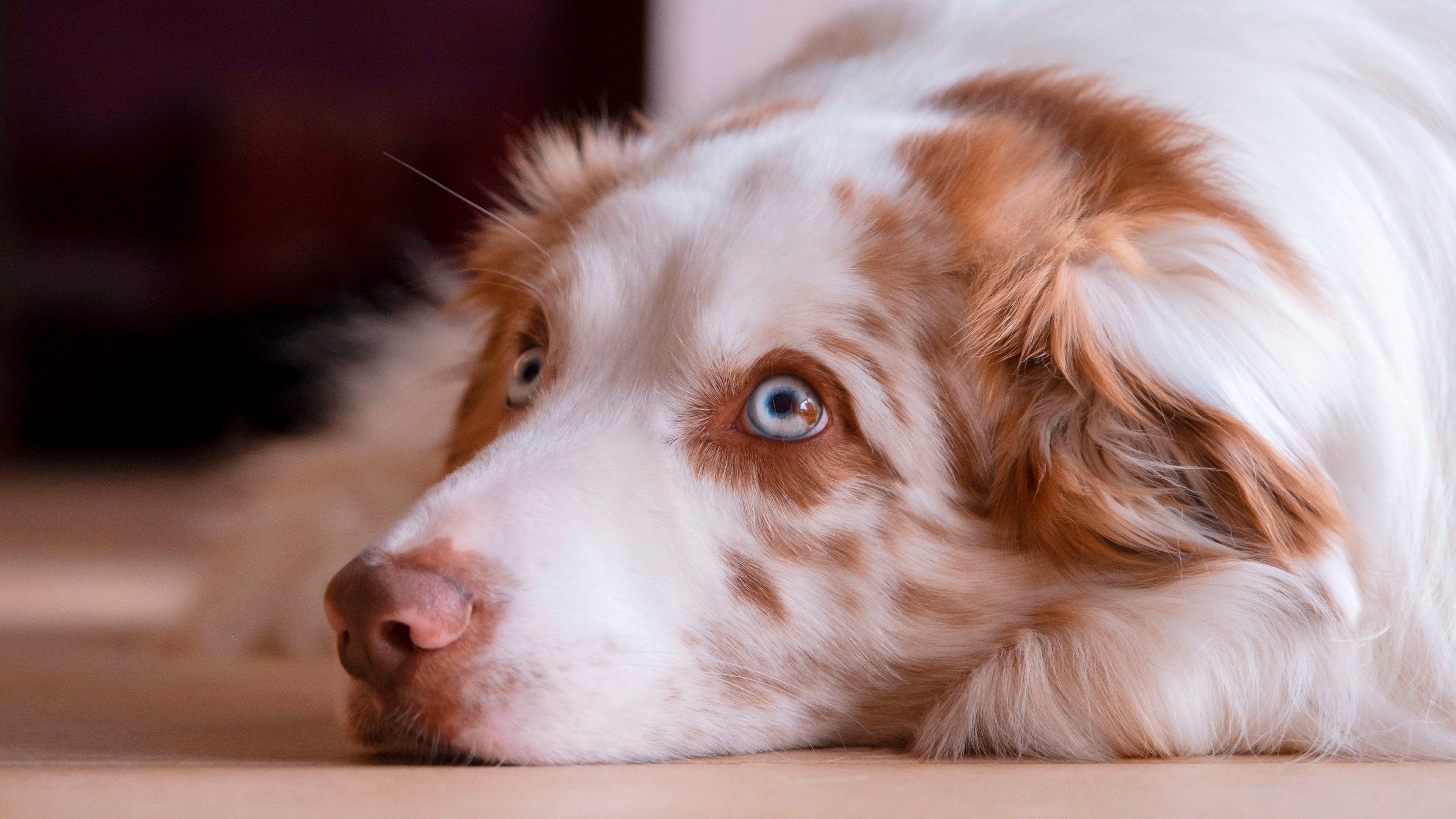 Pratiquez le Doga Yoga avec votre chien sur Yogaterrae – YOGATERRAE